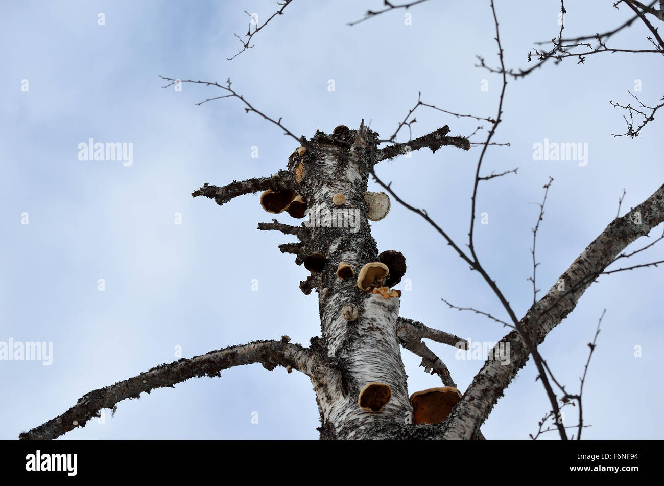 mountain birch tree with alot of fungus growing on it Stock Photo - Alamy