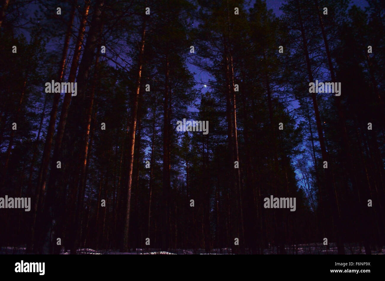 dark pine tree forest Stock Photo - Alamy