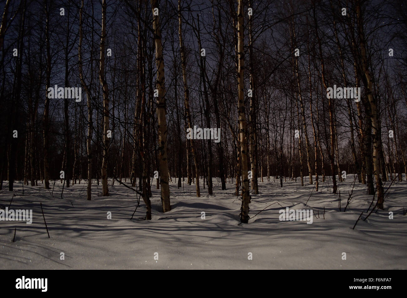 dark winter forest Stock Photo - Alamy