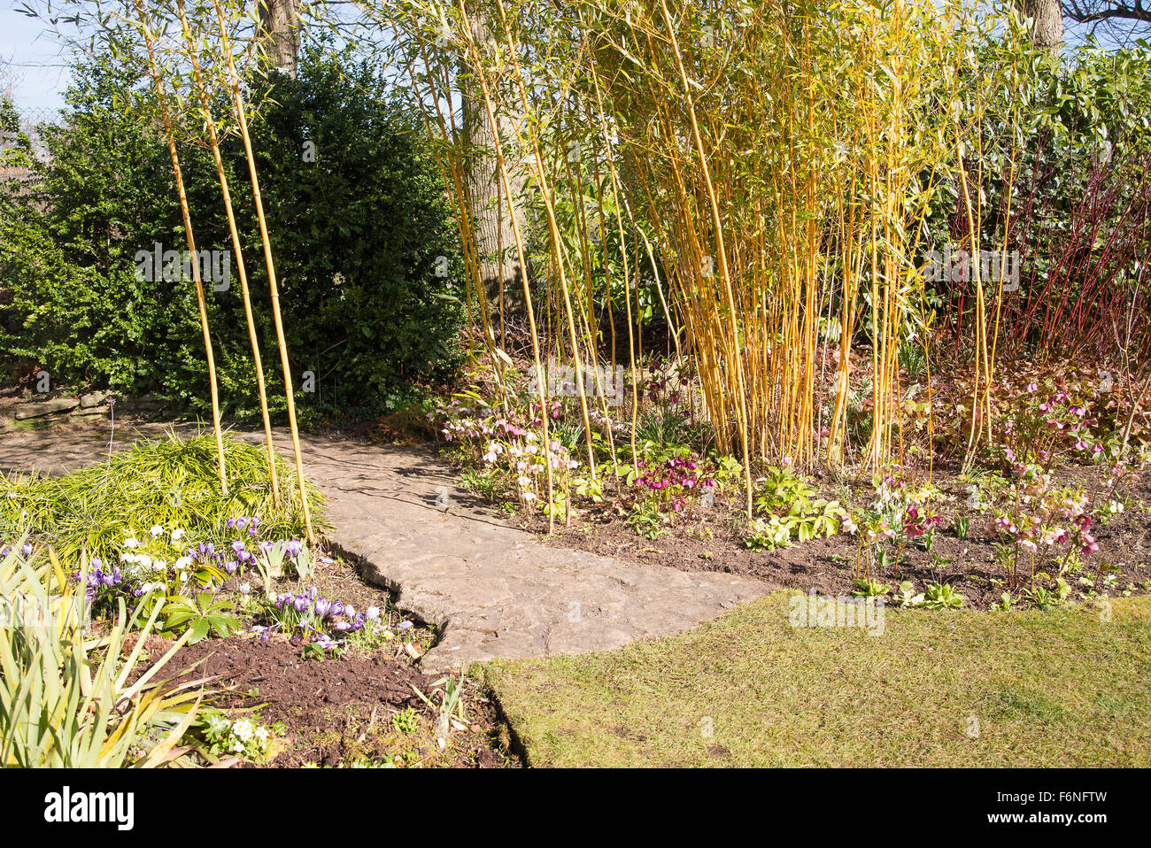 Golden stemmed bamboo glistening in early Spring sunshine with ...