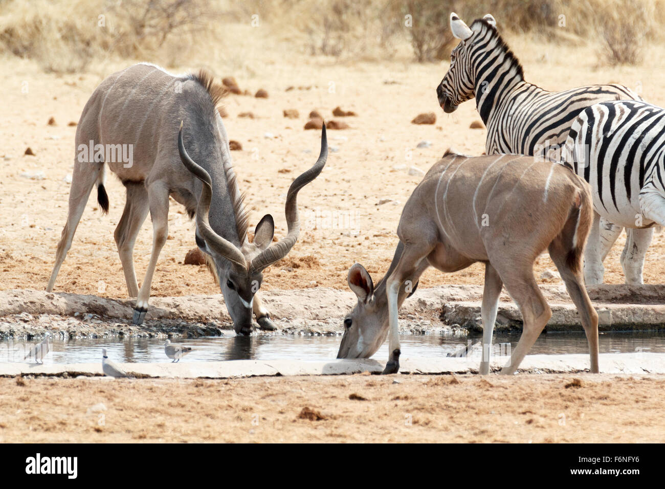 Kudu drinking from waterhole, Etosha national Park, Ombika, Kunene ...