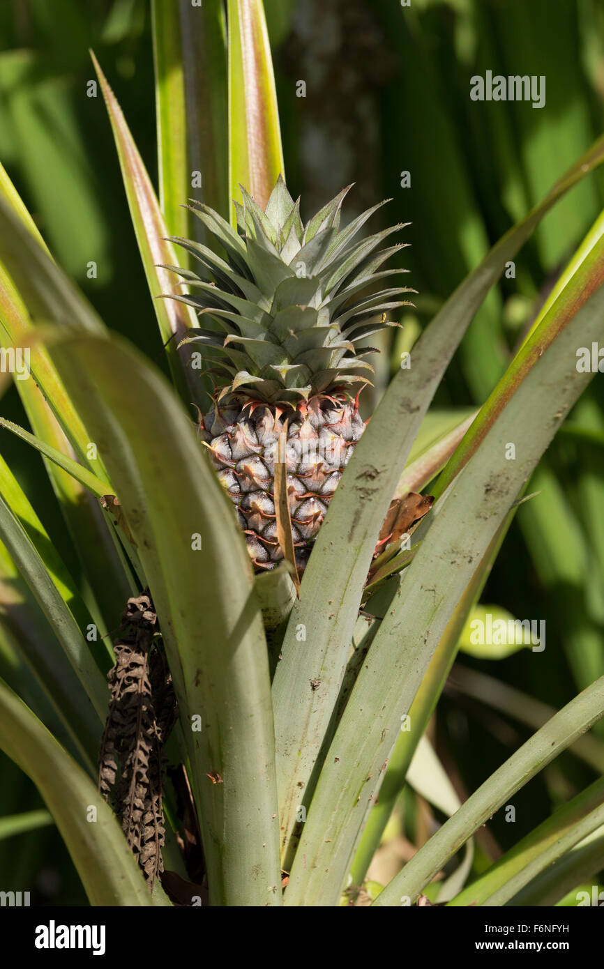 Young pineapple tree in plant hi-res stock photography and images - Alamy