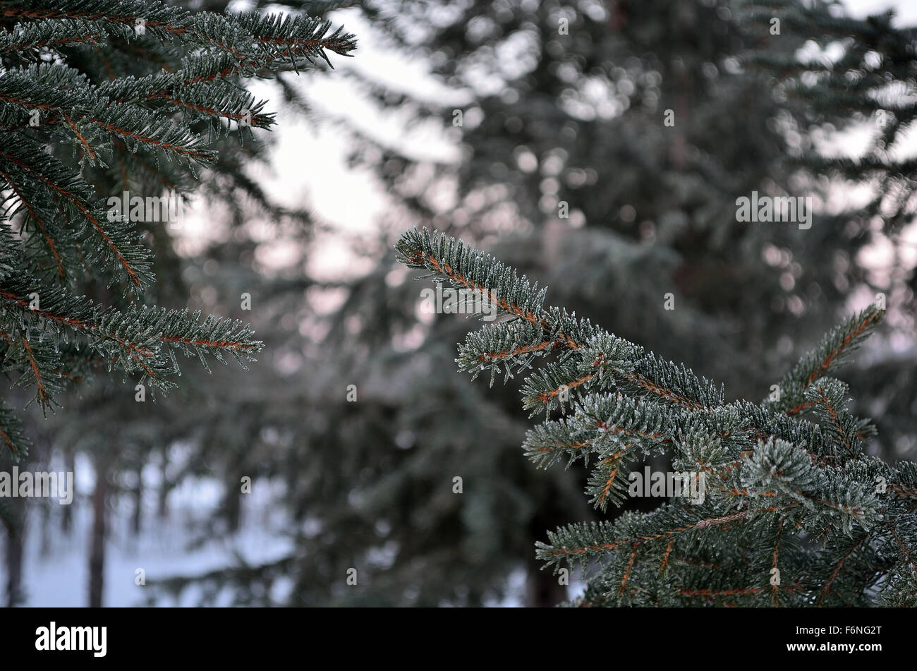 rime covered spruce tree branch and needles Stock Photo - Alamy