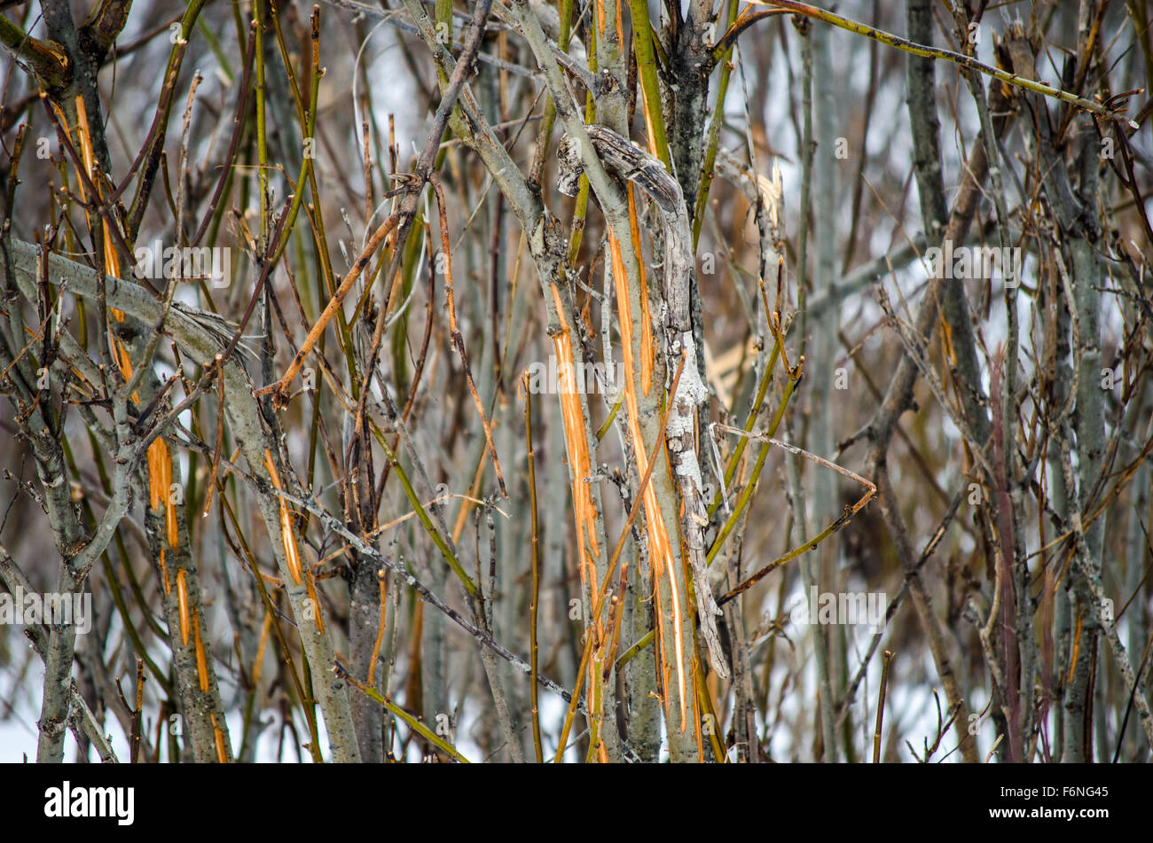 moose damaged small bush Stock Photo - Alamy