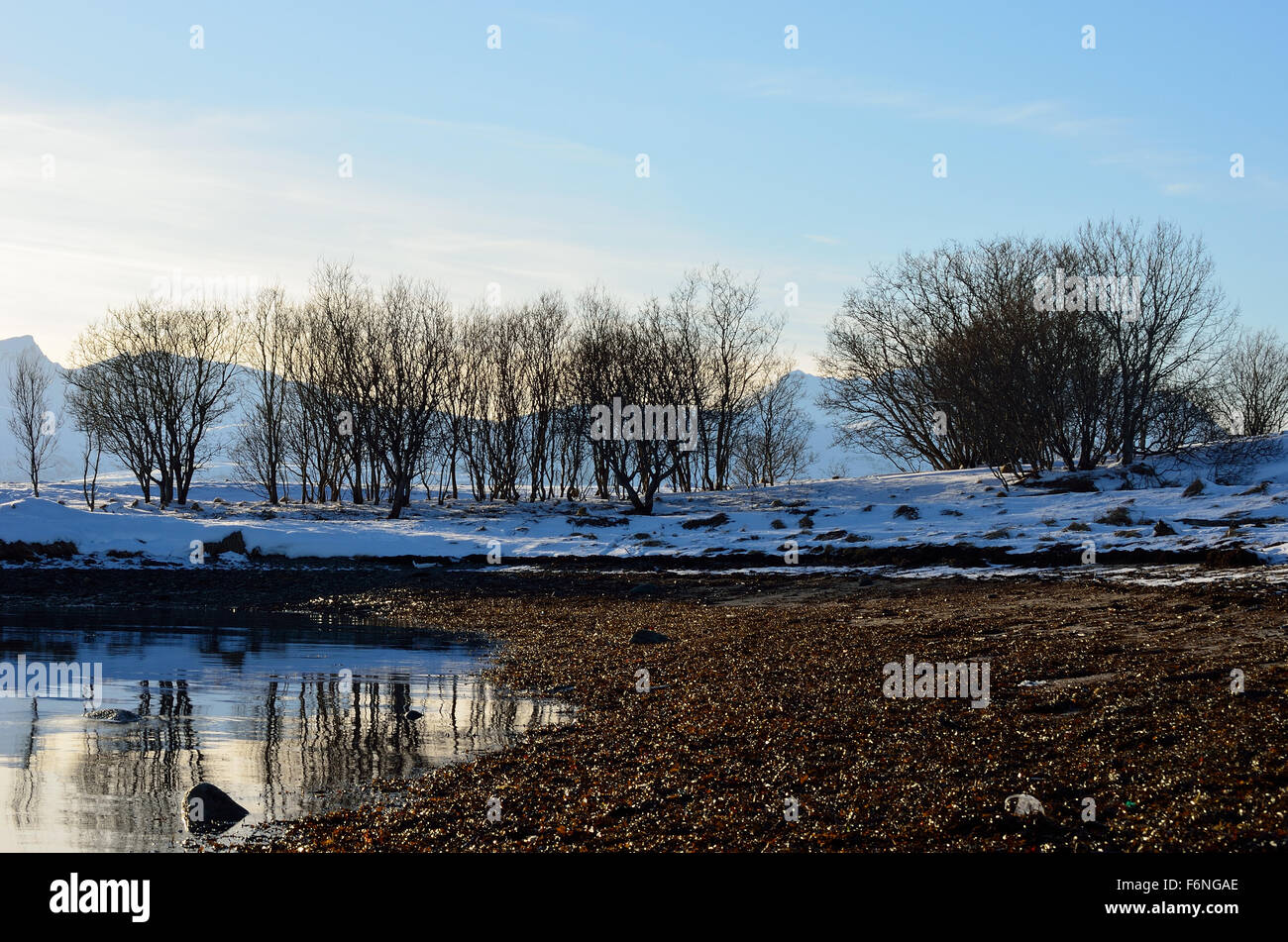 snow on sea shore with trees Stock Photo - Alamy