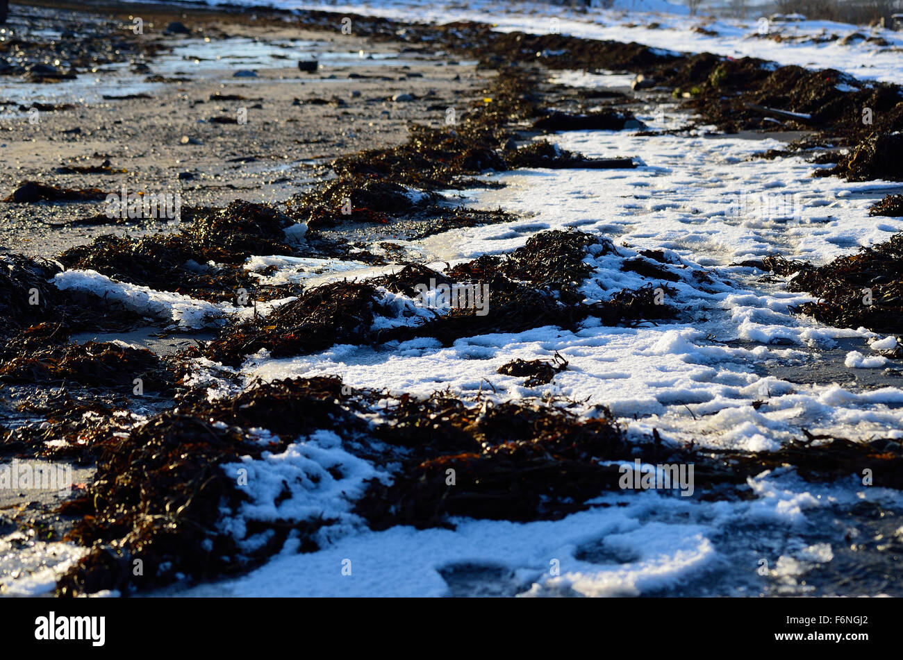 snowy sea shore with seaweed Stock Photo - Alamy