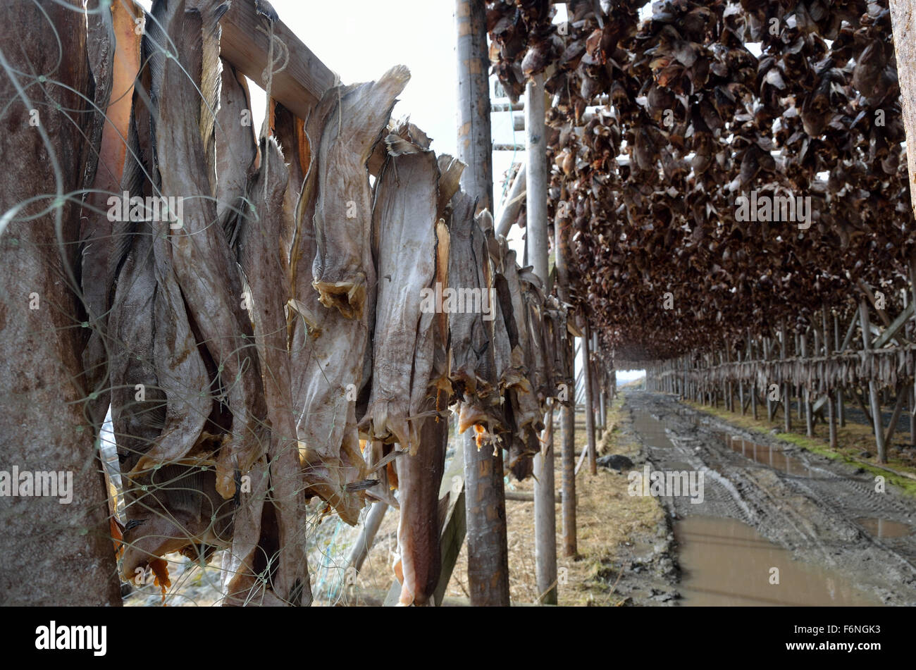 stockfish structure full of cod and other fish hanging to dry in ...