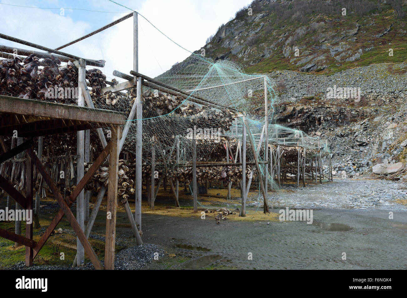 stockfish structure full of cod and other fish hanging to dry in ...