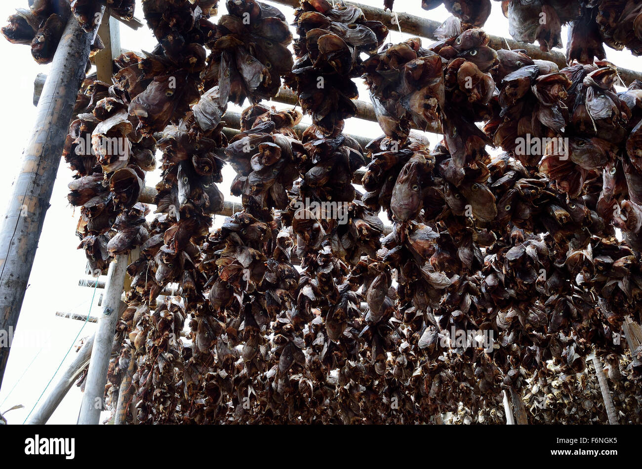 stockfish structure full of cod and other fish hanging to dry in ...