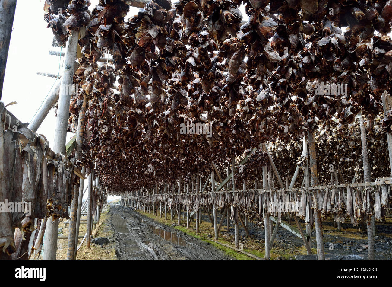 stockfish structure full of cod and other fish hanging to dry in ...