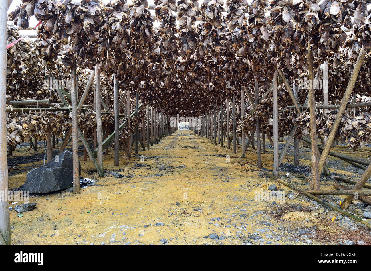 stockfish structure full of cod and other fish hanging to dry in ...