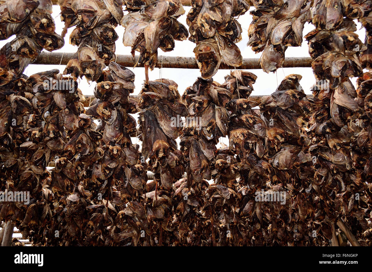 stockfish structure full of cod and other fish hanging to dry in ...