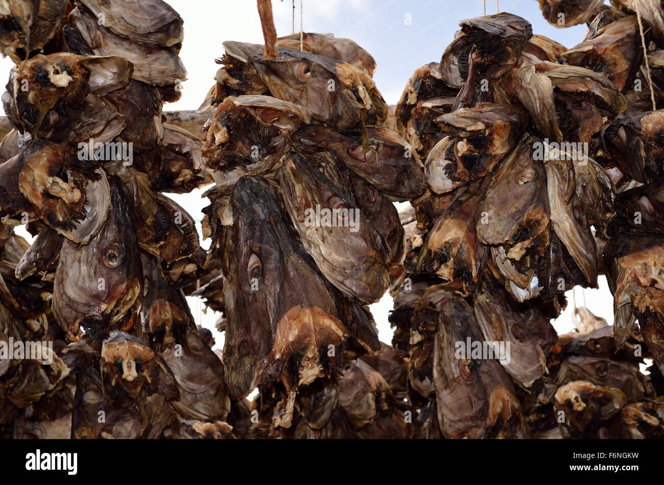 stockfish structure full of cod and other fish hanging to dry in ...