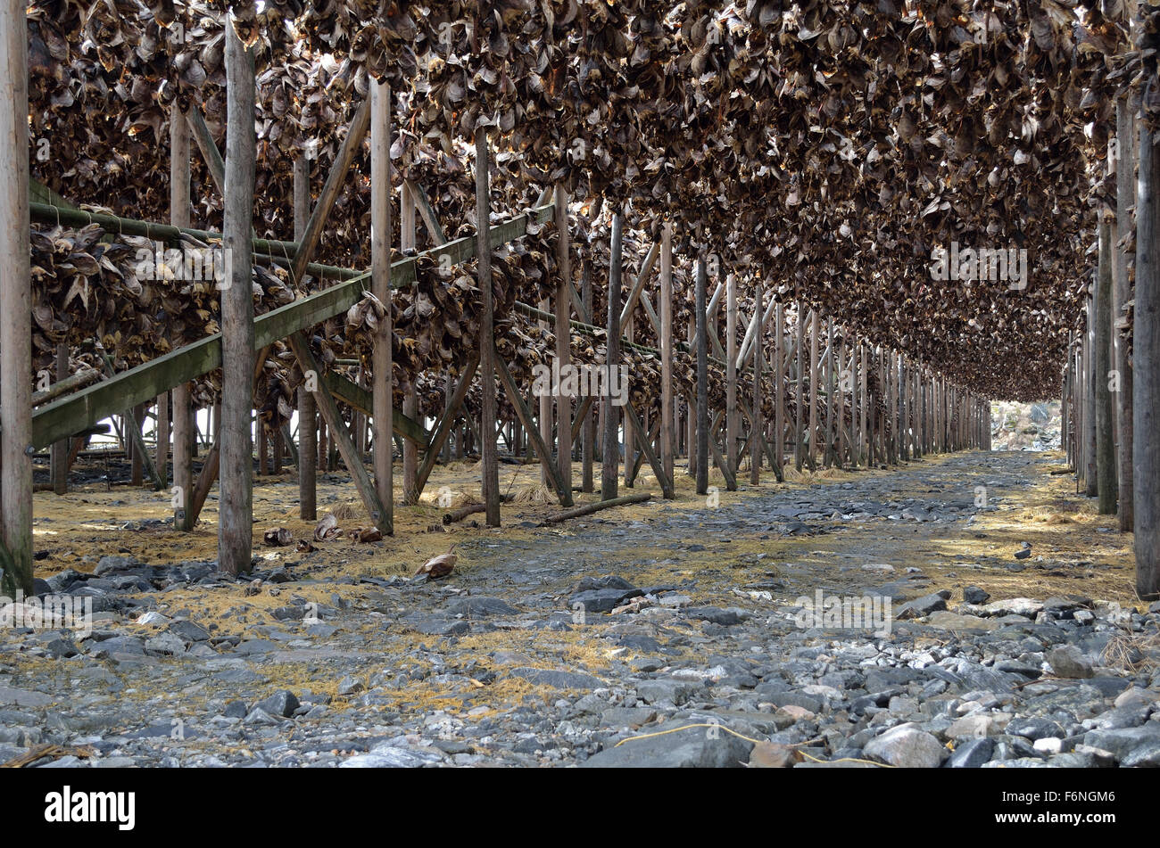 stockfish structure full of cod and other fish hanging to dry in ...