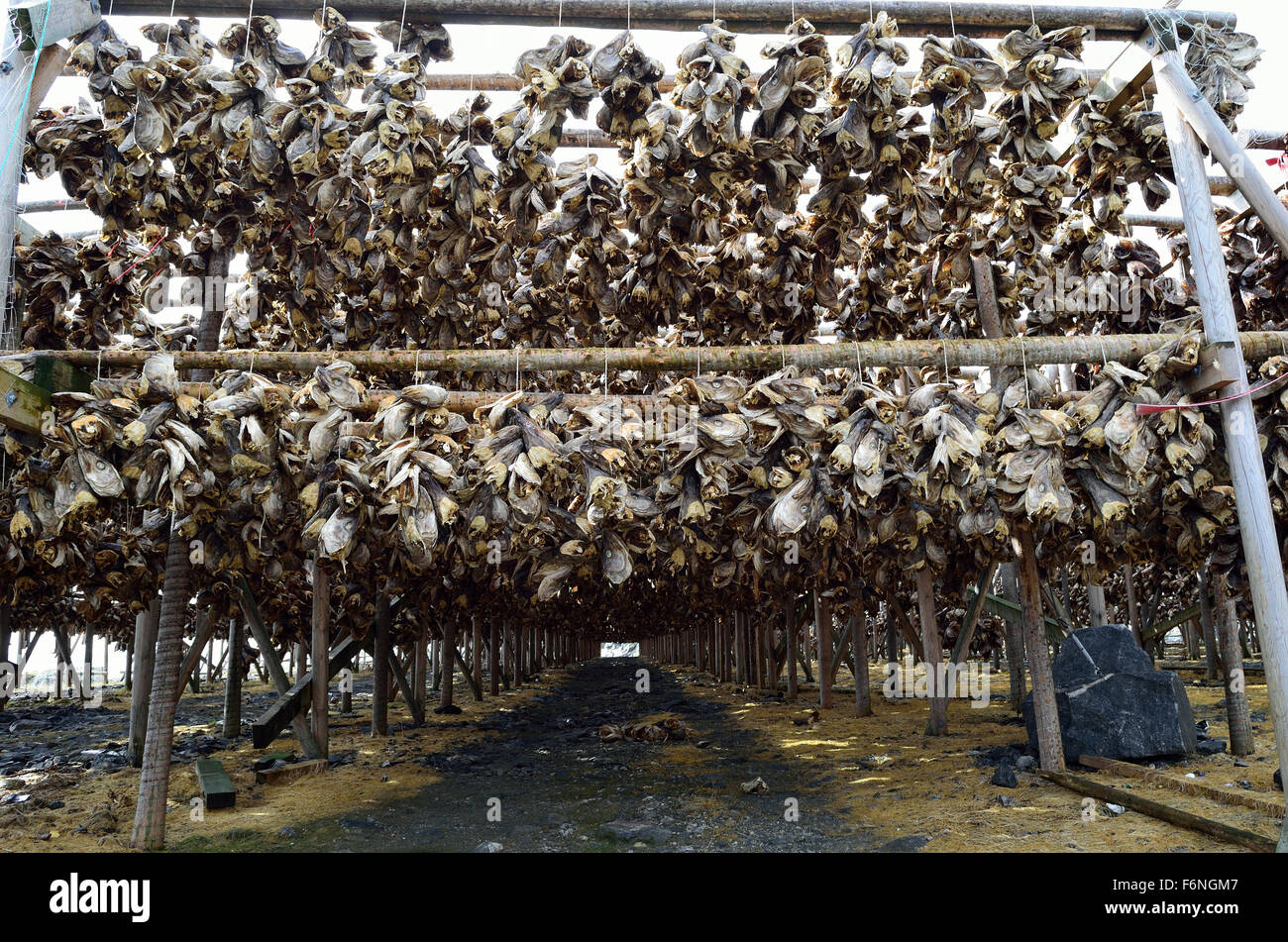 stockfish structure full of cod and other fish hanging to dry in ...