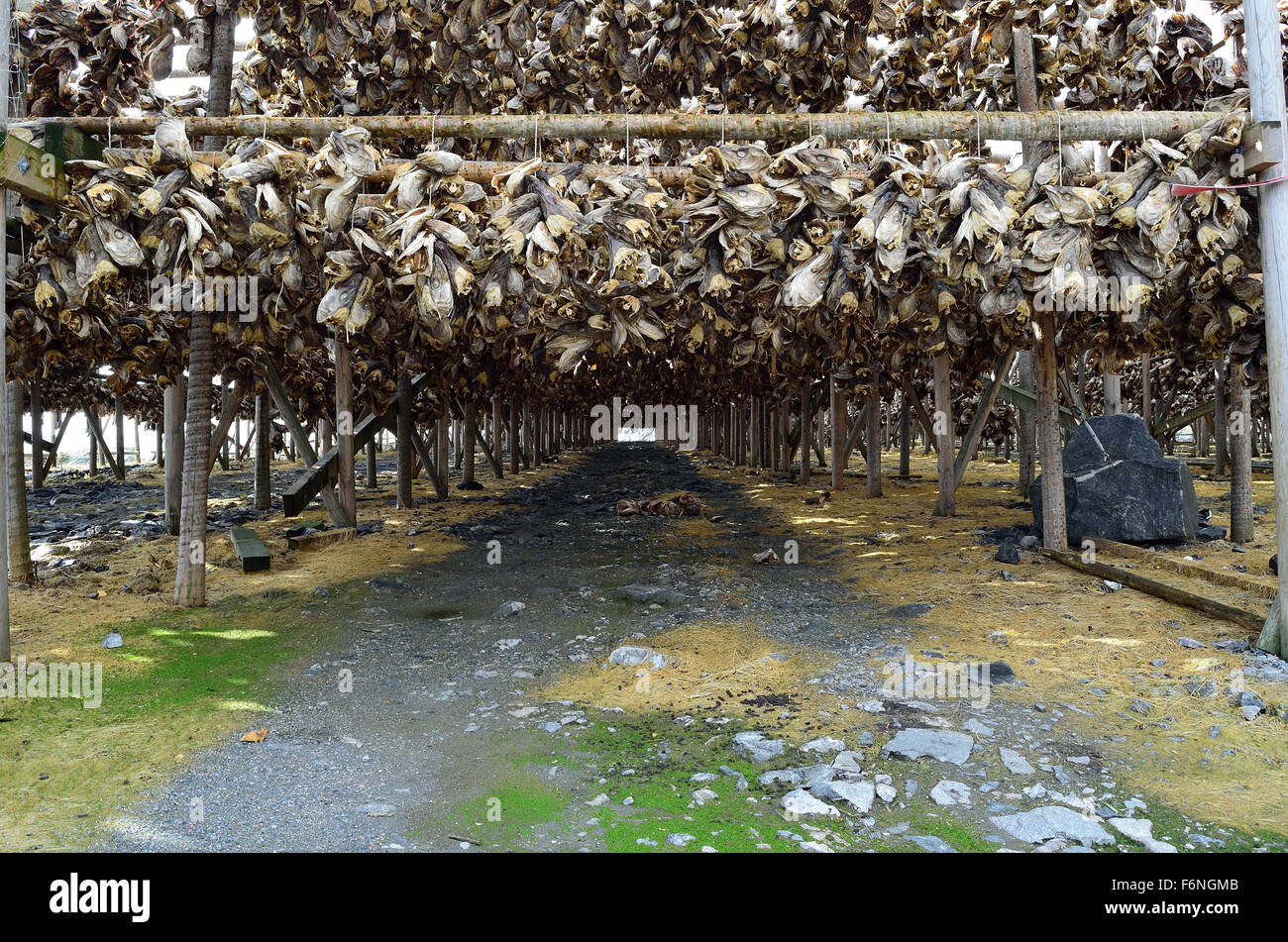 stockfish structure full of cod and other fish hanging to dry in ...