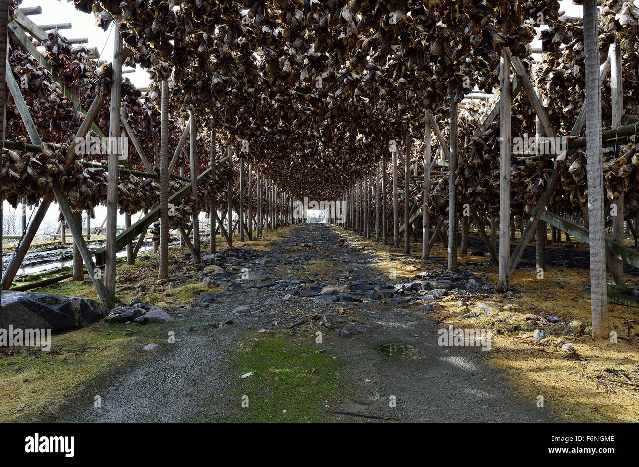 stockfish structure full of cod and other fish hanging to dry in ...