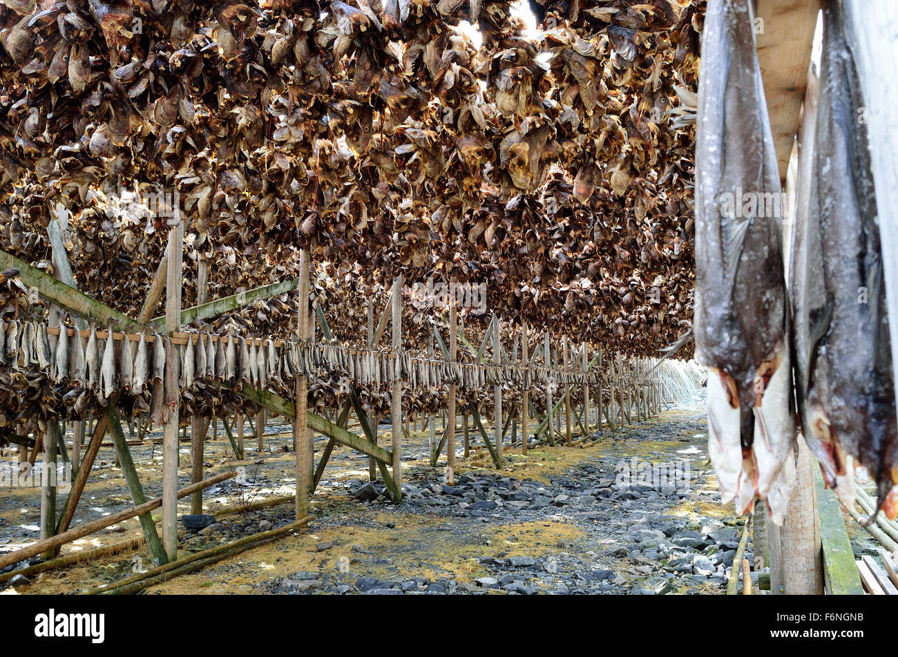 big wooden stockfish strucutre full of cod and other fish hanging to ...