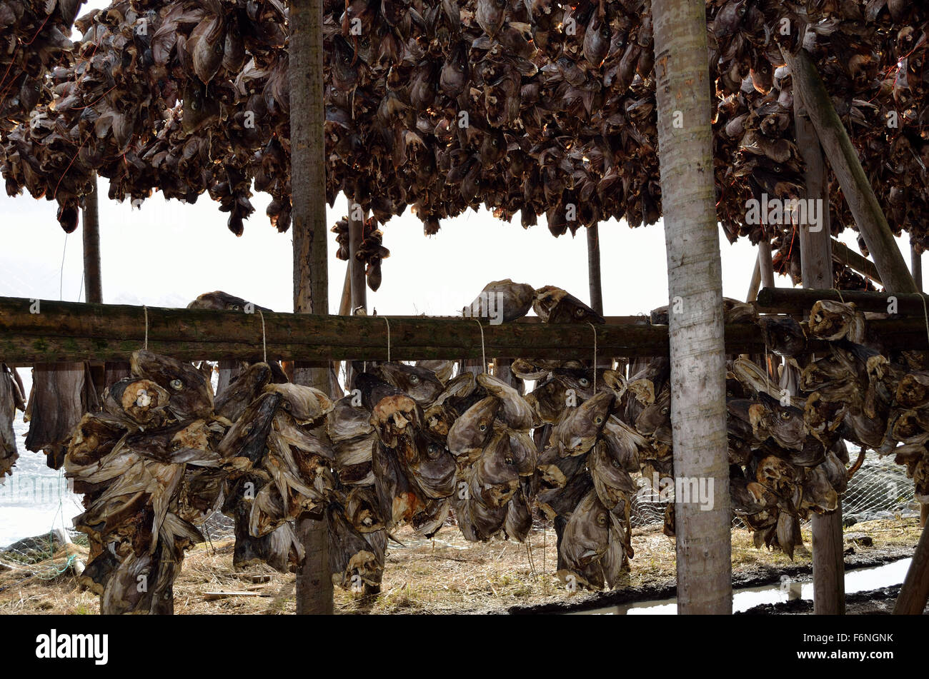 big wooden stockfish strucutre full of cod and other fish hanging to ...