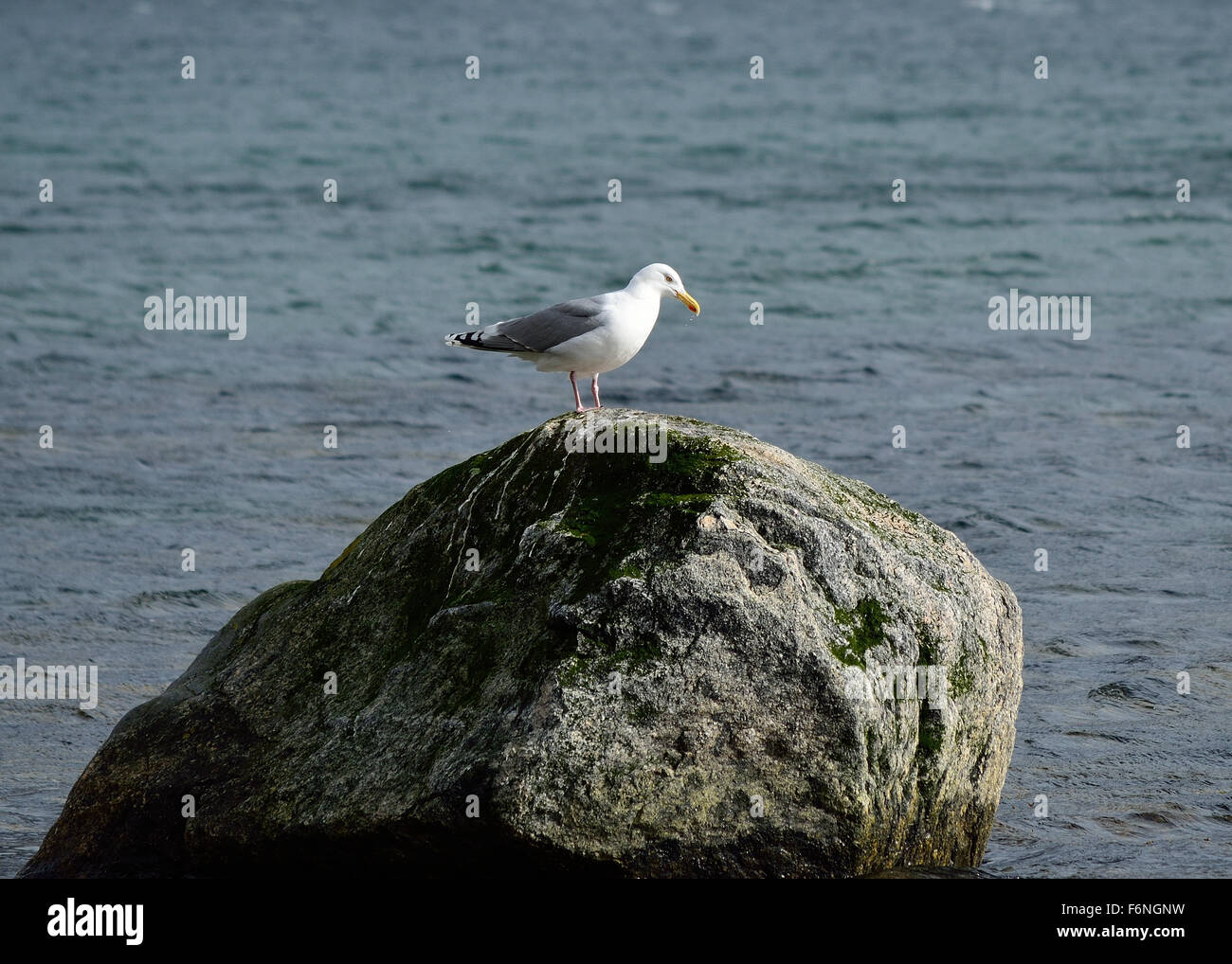 seagull sitting on rock in ocean Stock Photo - Alamy