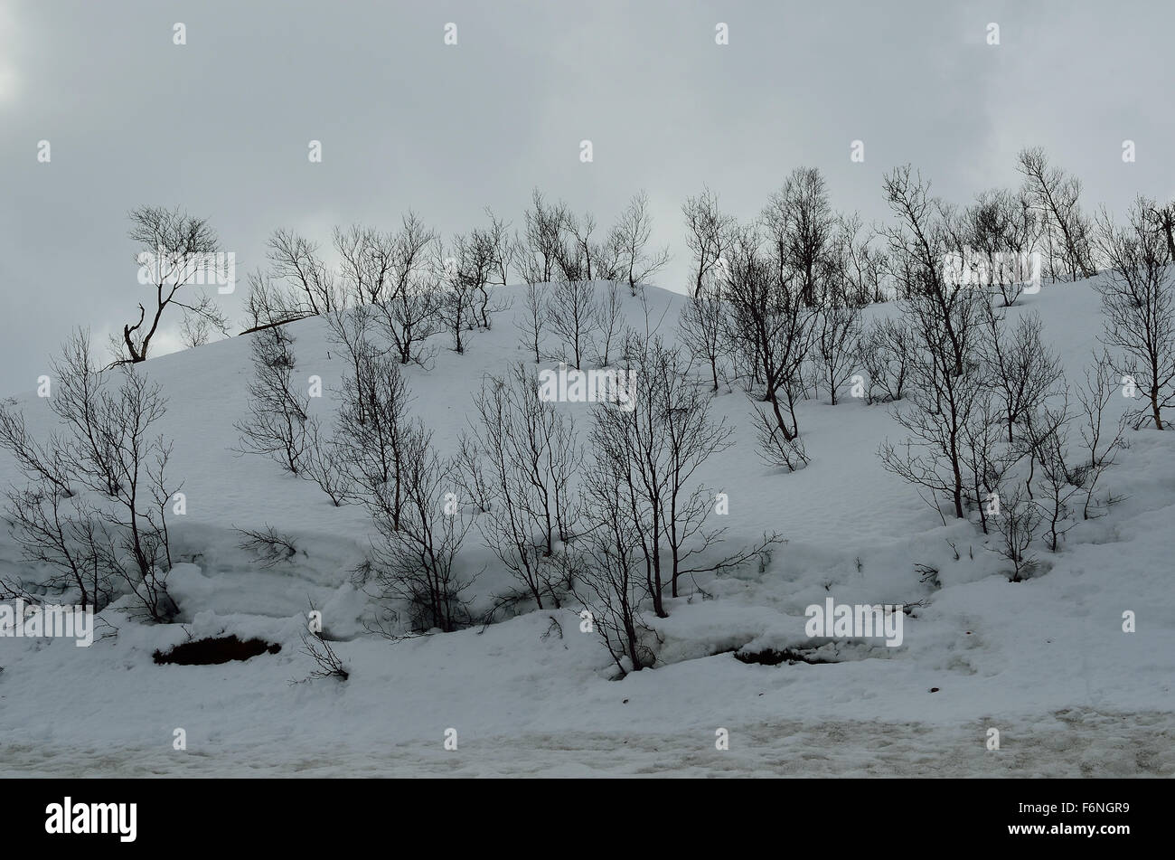 small trees in mountain snow landscape Stock Photo - Alamy