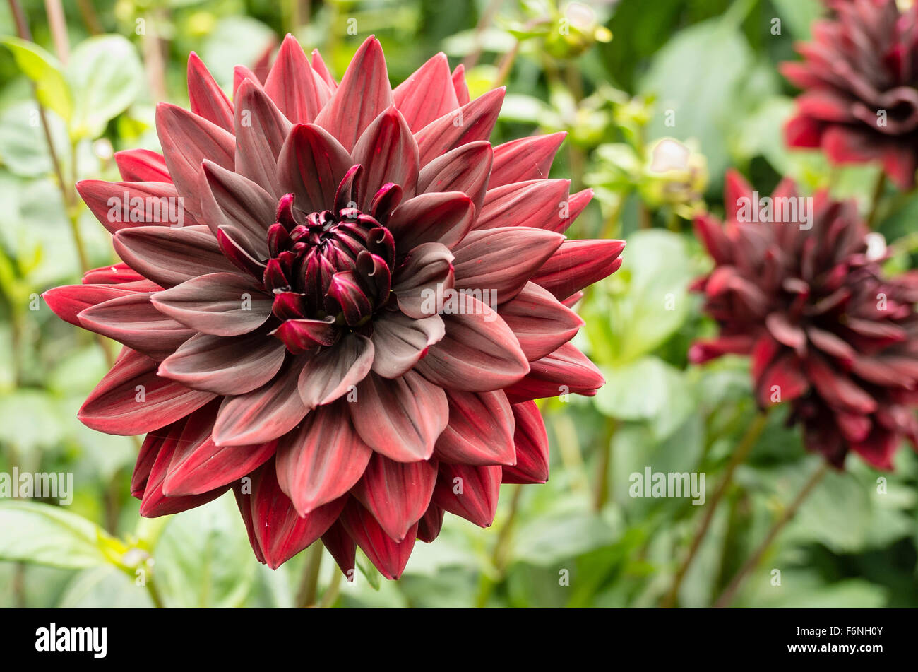 Dusky red Dahlia Sam Hopkins flowering in September Stock Photo - Alamy