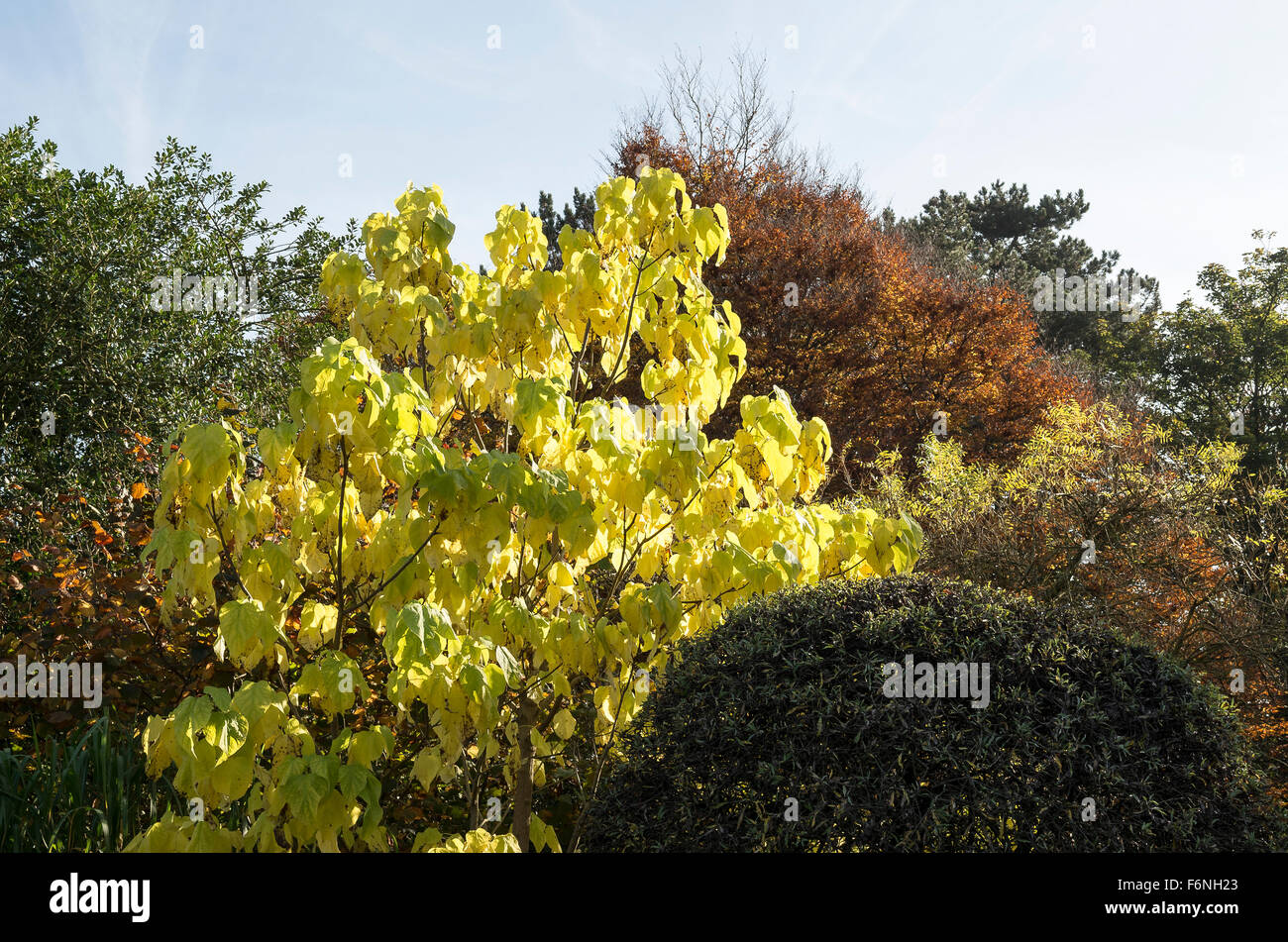 Autumn foliage of Mulberry tree in an English garden Stock Photo - Alamy