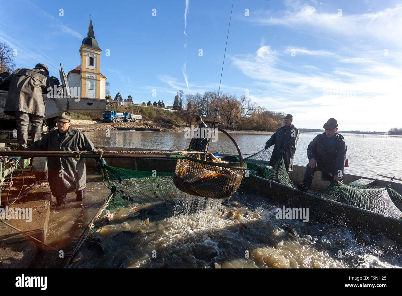 Traditional harvesting of carp near the village Bošilec. South Bohemia ...