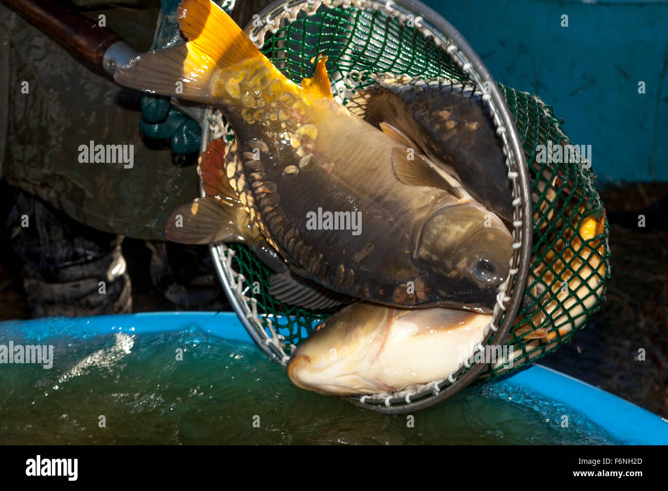 Harvest fish hi-res stock photography and images - Alamy