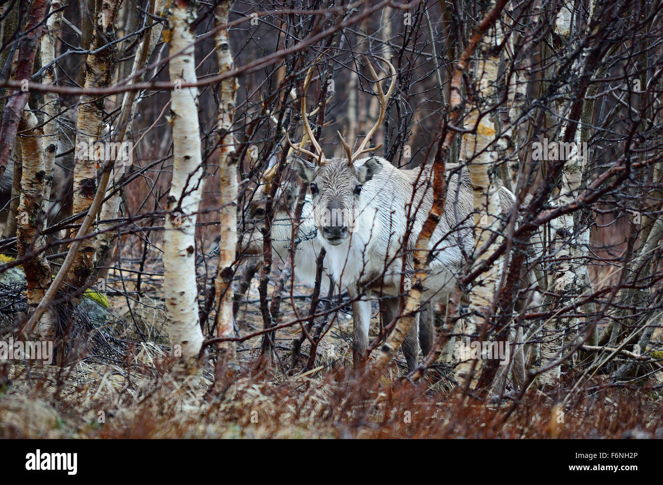 Raindeere hi-res stock photography and images - Alamy