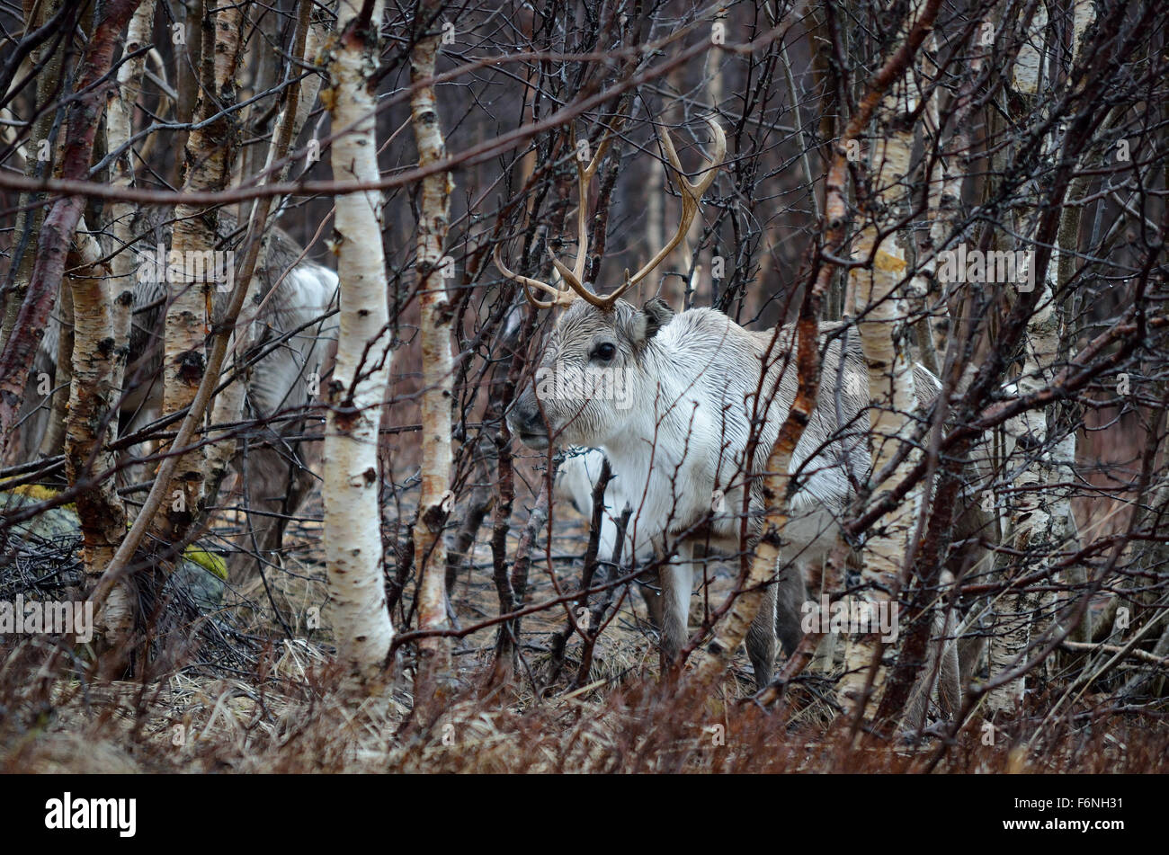 Raindeere hi-res stock photography and images - Alamy