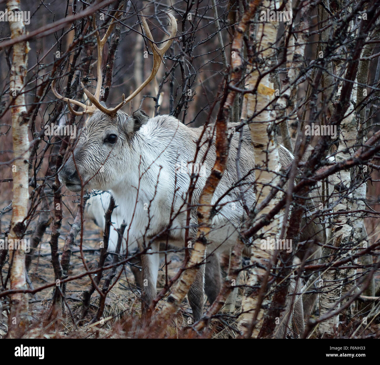 Raindeere hi-res stock photography and images - Alamy