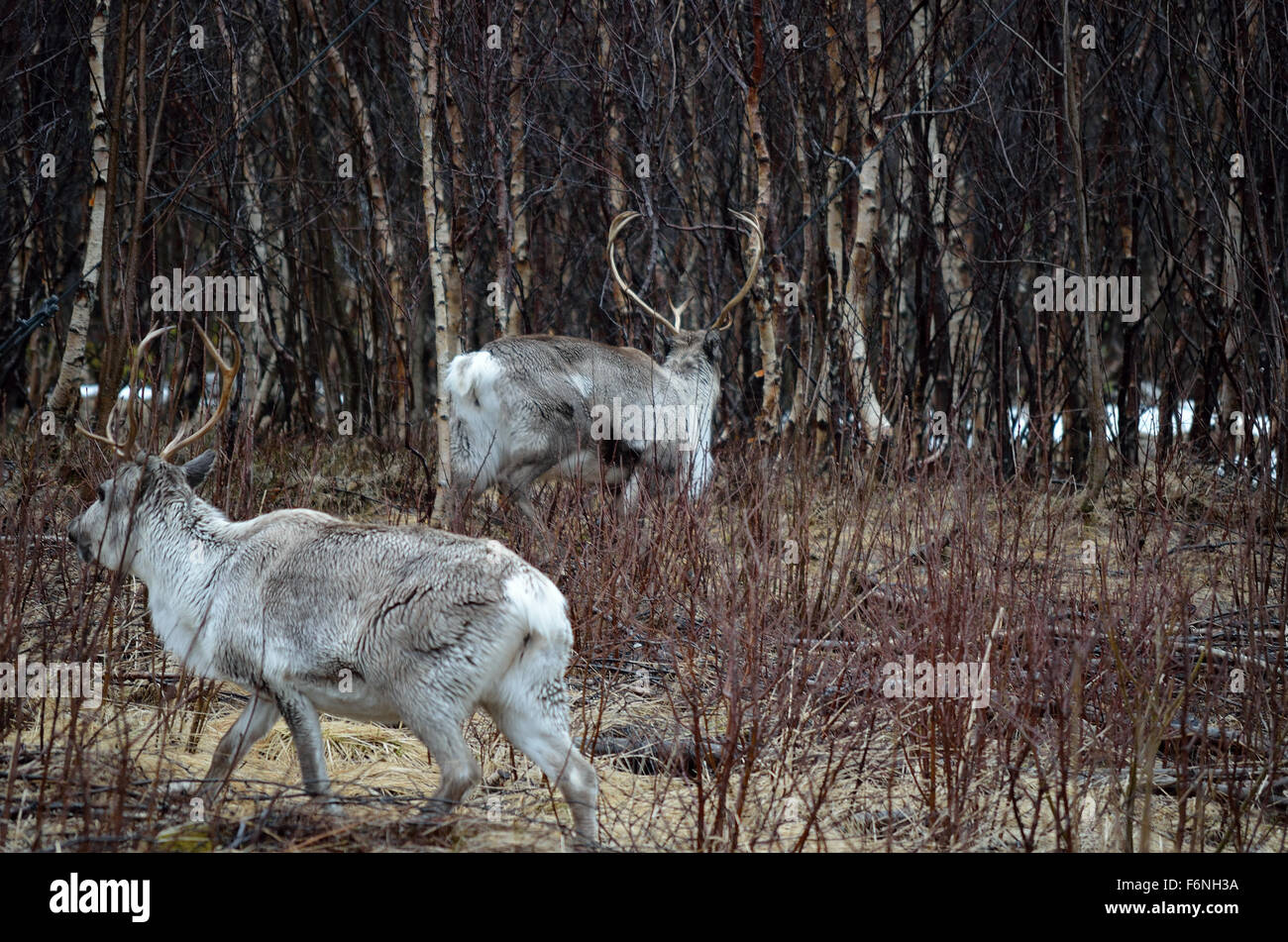 beautiful wild arctic reindeer flock in forest Stock Photo - Alamy