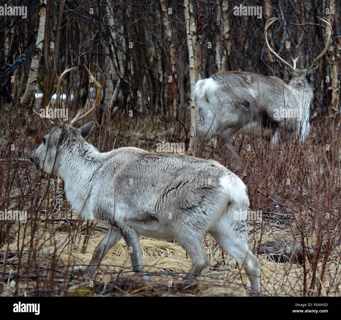 beautiful wild arctic reindeer flock in forest Stock Photo - Alamy