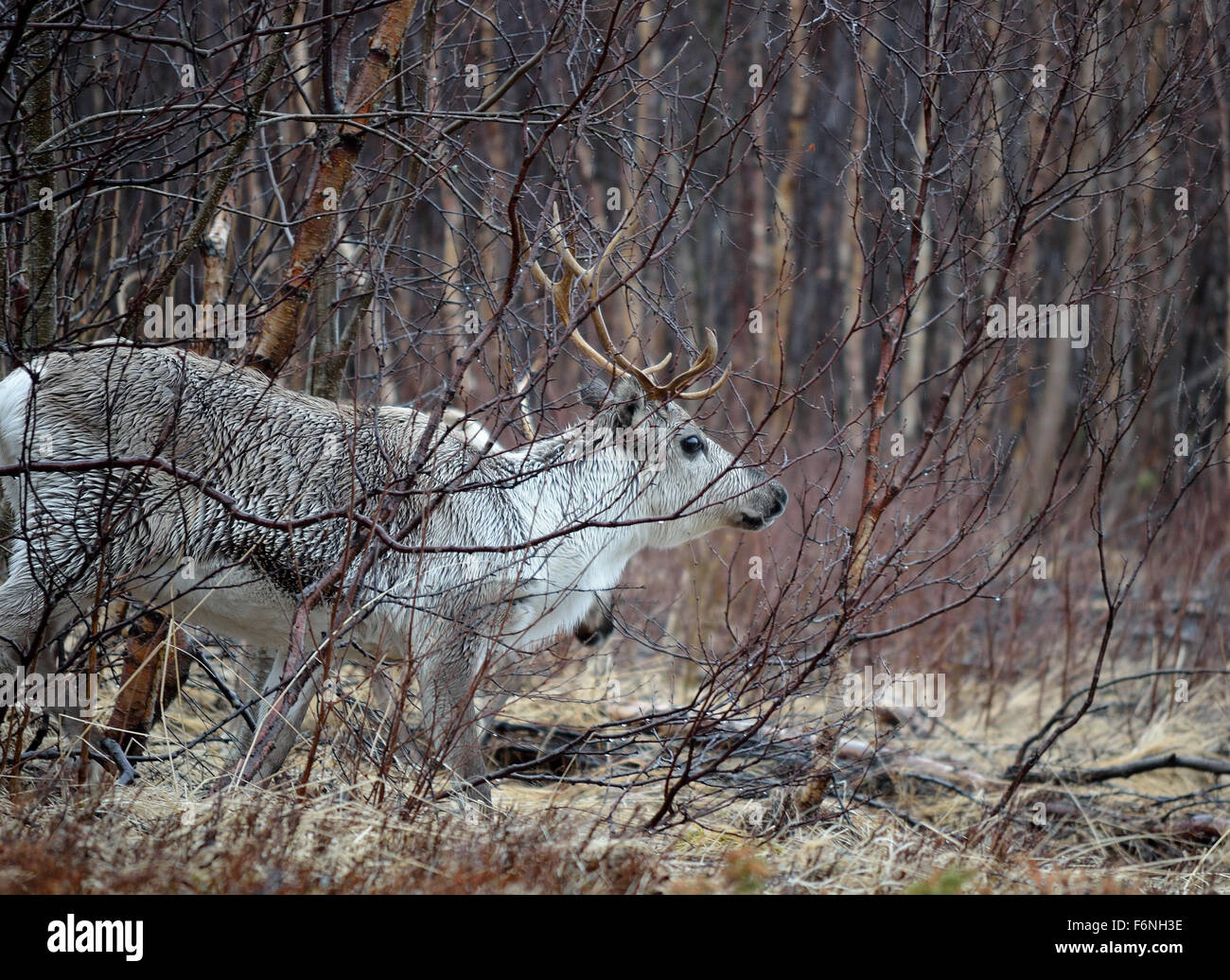 Raindeere hi-res stock photography and images - Alamy