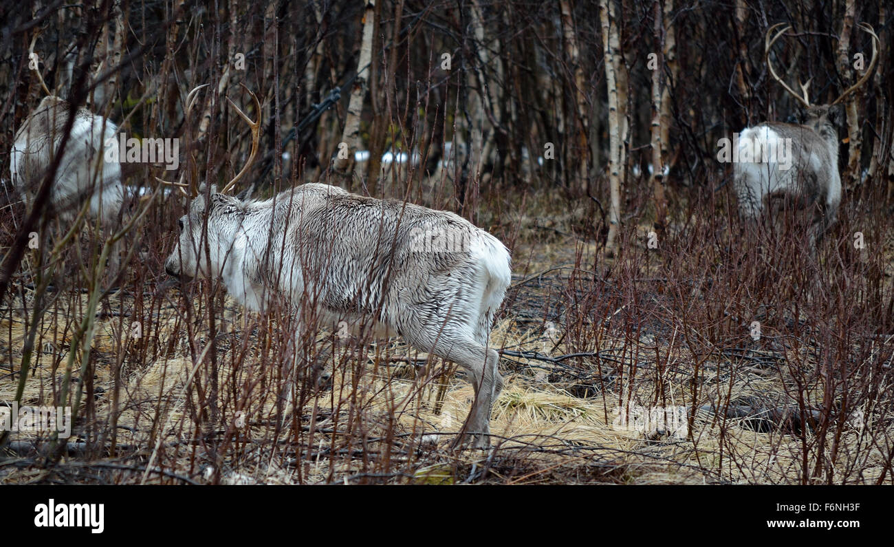 beautiful wild arctic reindeer flock in forest Stock Photo - Alamy
