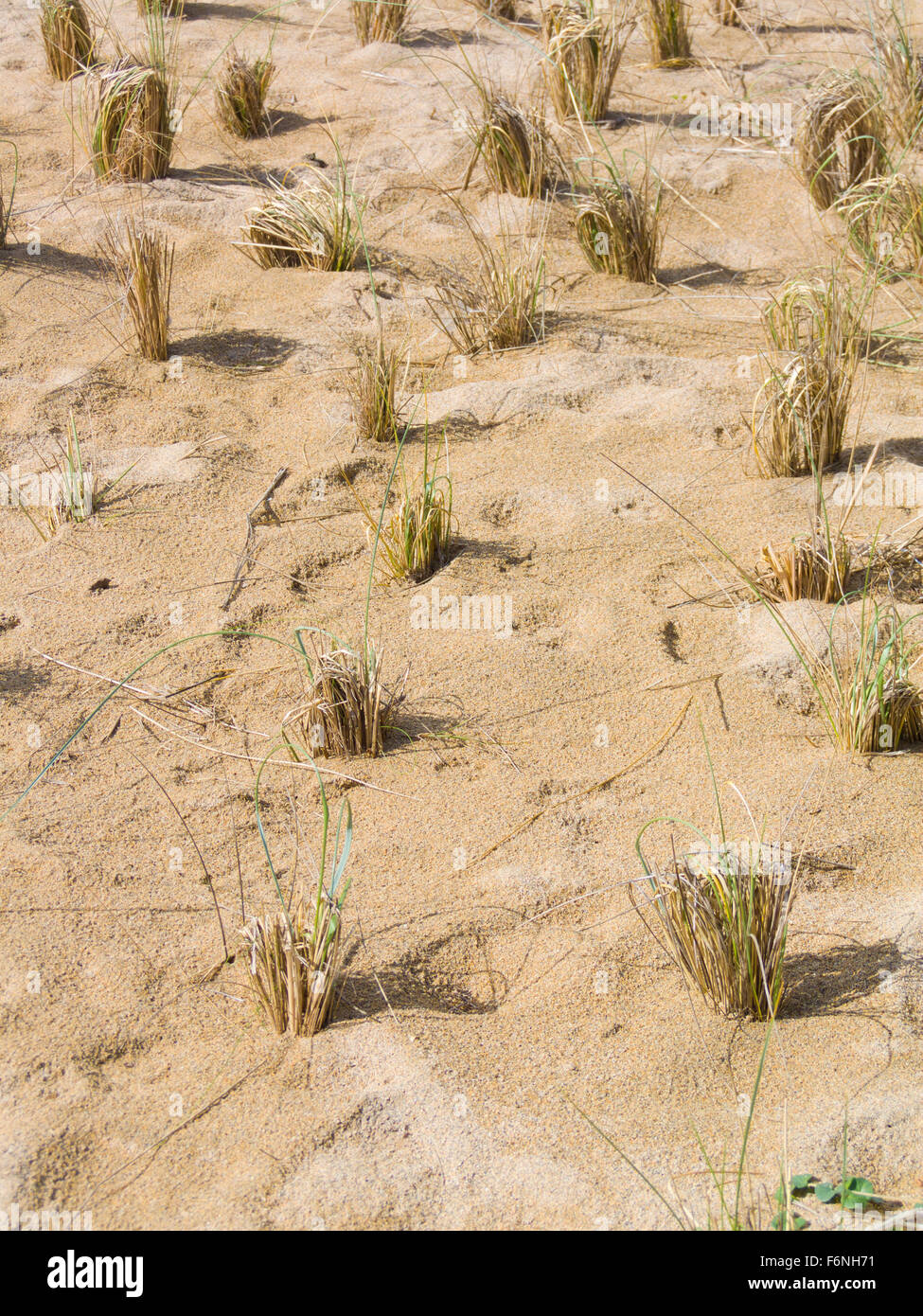 Stabilizing Sand Dunes High Resolution Stock Photography and Images - Alamy