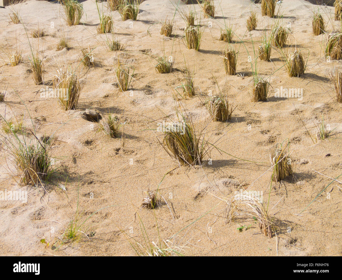 Sand dune grasses on hi-res stock photography and images - Alamy