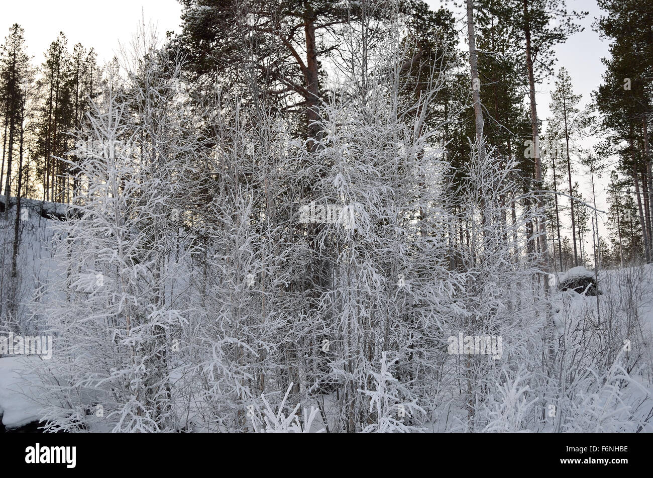 Frost covered trees in winter with clear sky background in arctic ...