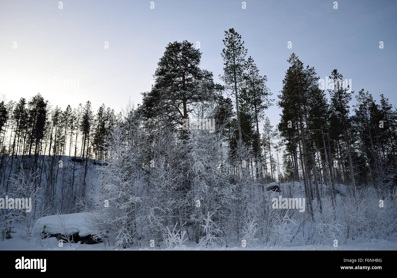 Frost covered trees in winter with clear sky background in arctic ...