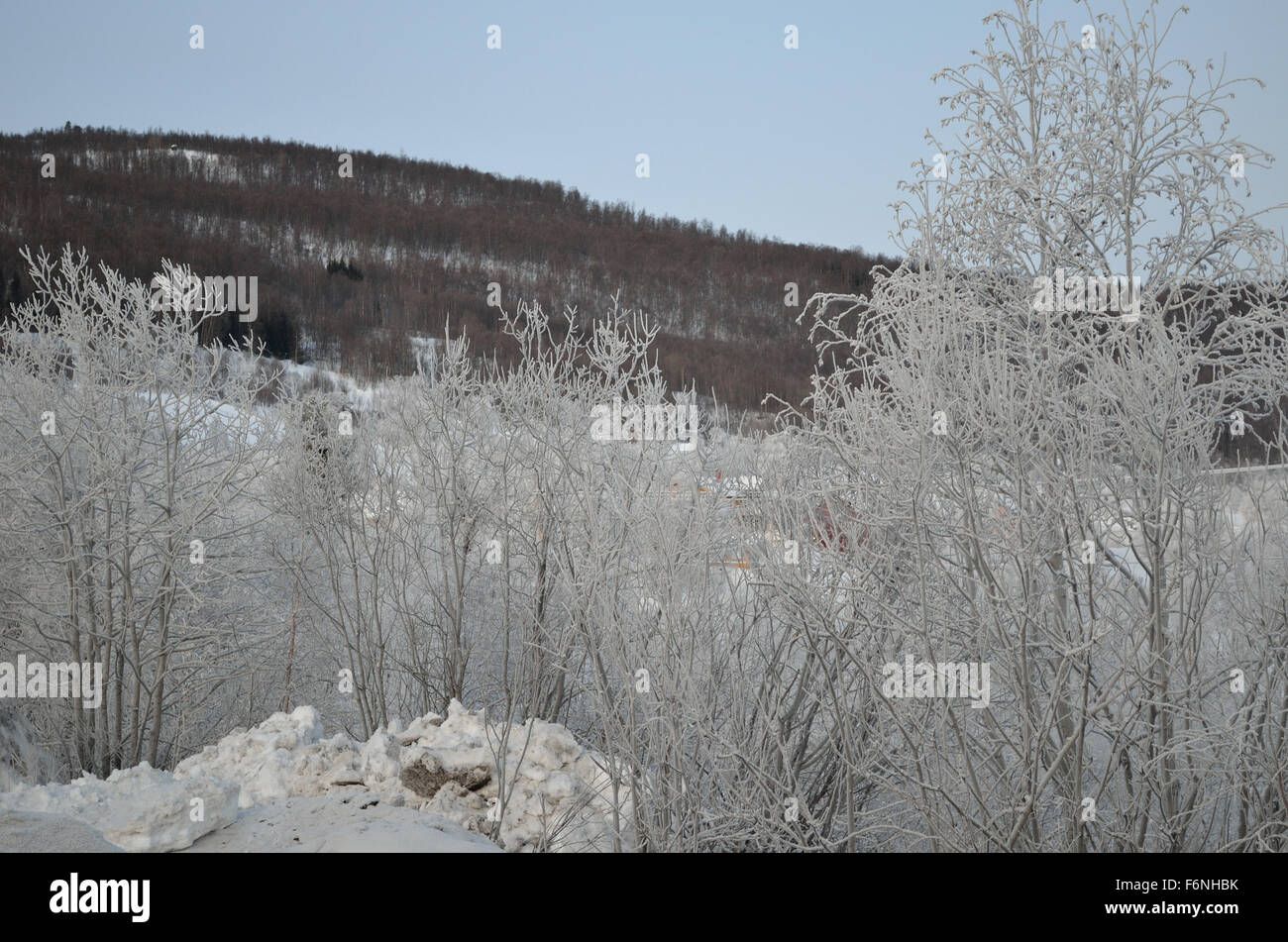 bush covered in frost in cold winter time Stock Photo - Alamy