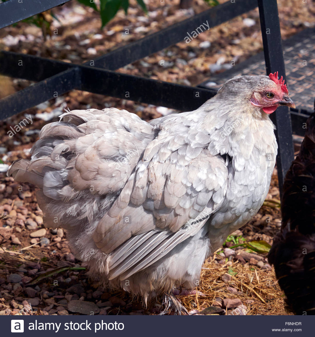 Grey Chicken High Resolution Stock Photography and Images - Alamy