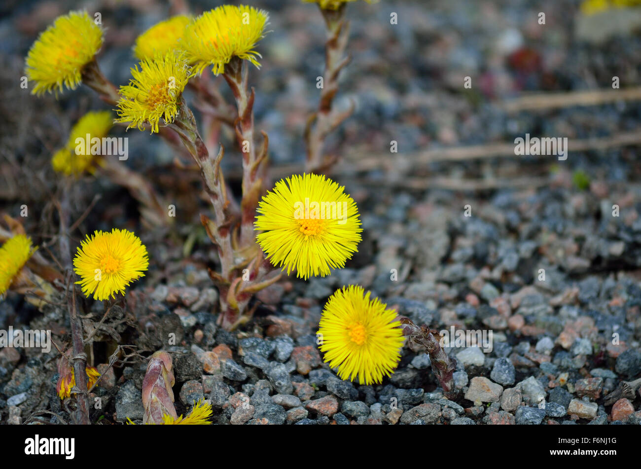 yellow horse hoof flowers growing out from pebbled ground Stock Photo ...