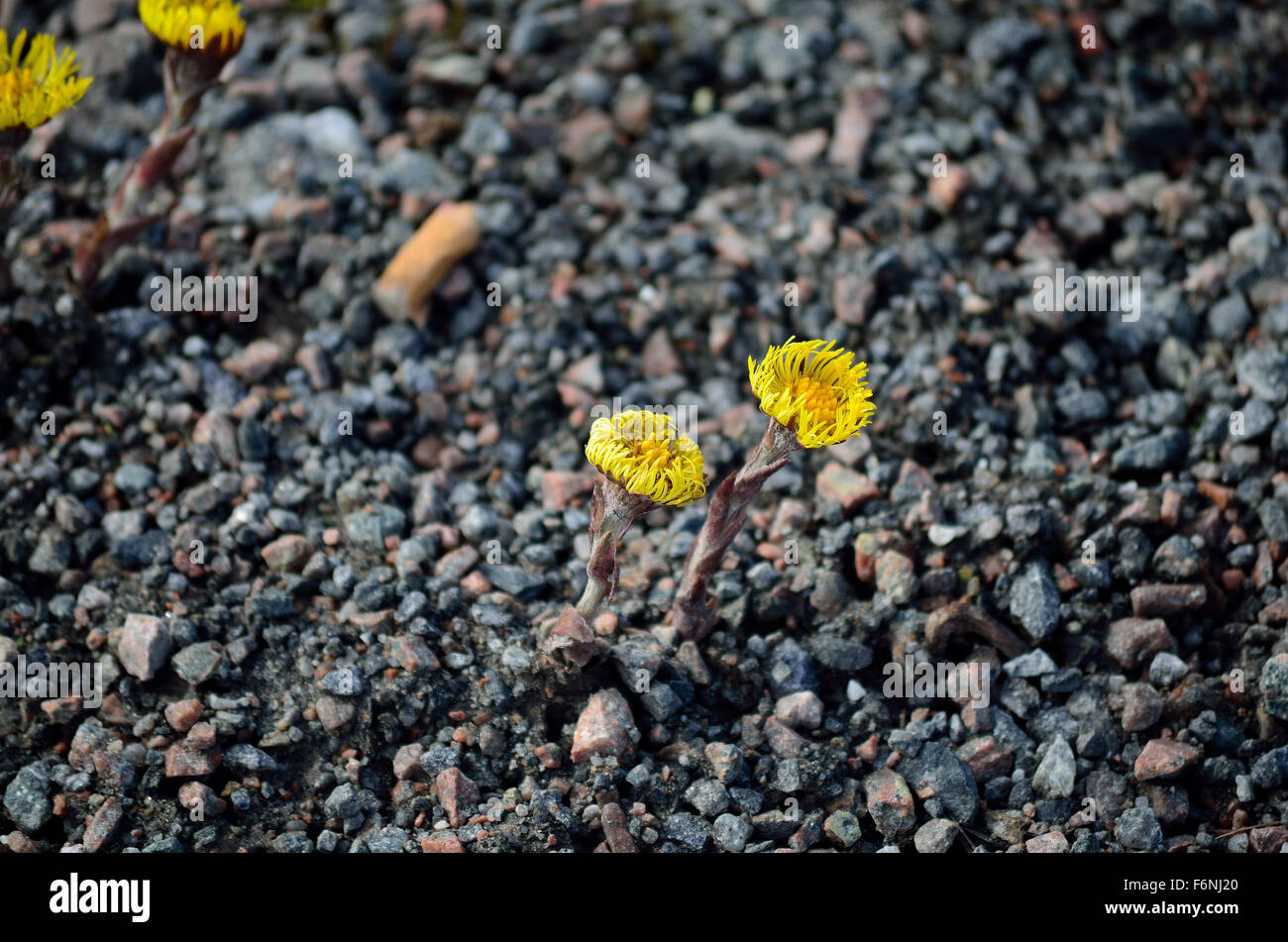 yellow horse hoof flowers growing out from pebbled ground Stock Photo ...