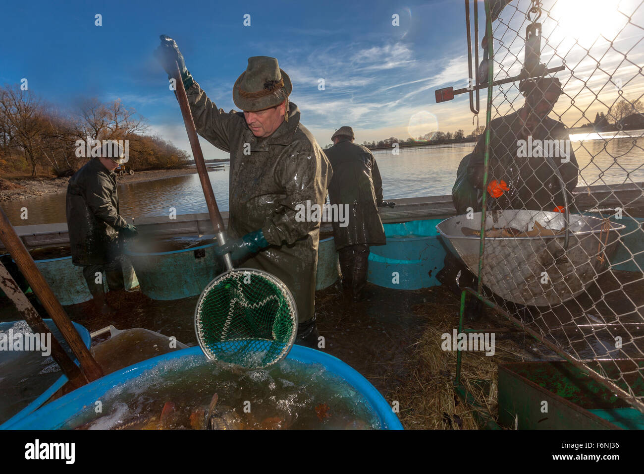 Traditional harvesting of carp near the village Bošilec. South Bohemia ...