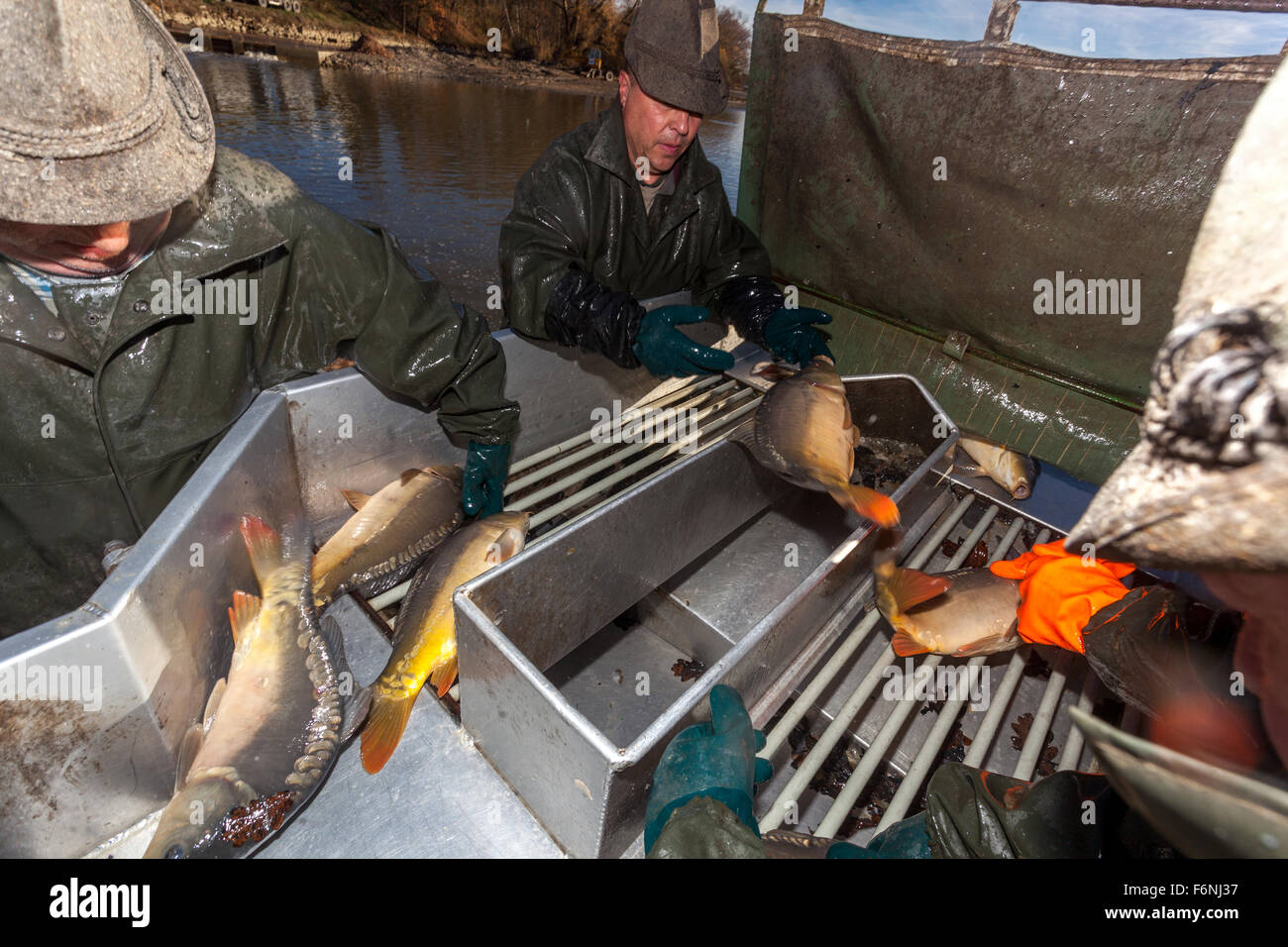 Traditional harvesting of carp near the village Bošilec. South Bohemia ...