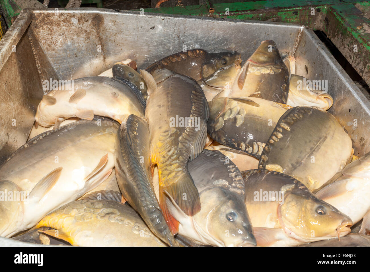 Traditional harvesting Czech carps Fish production Pond farm Bosilec ...