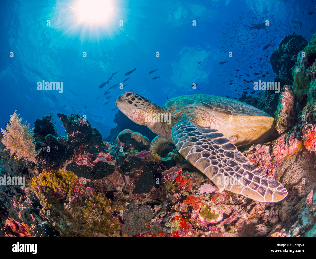 Green sea turtle under the sun hi-res stock photography and images - Alamy
