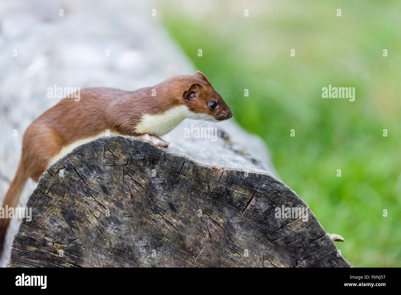 Hermelin Maennchen, Mustela erminea, Male Ermine or Stoat Stock Photo ...