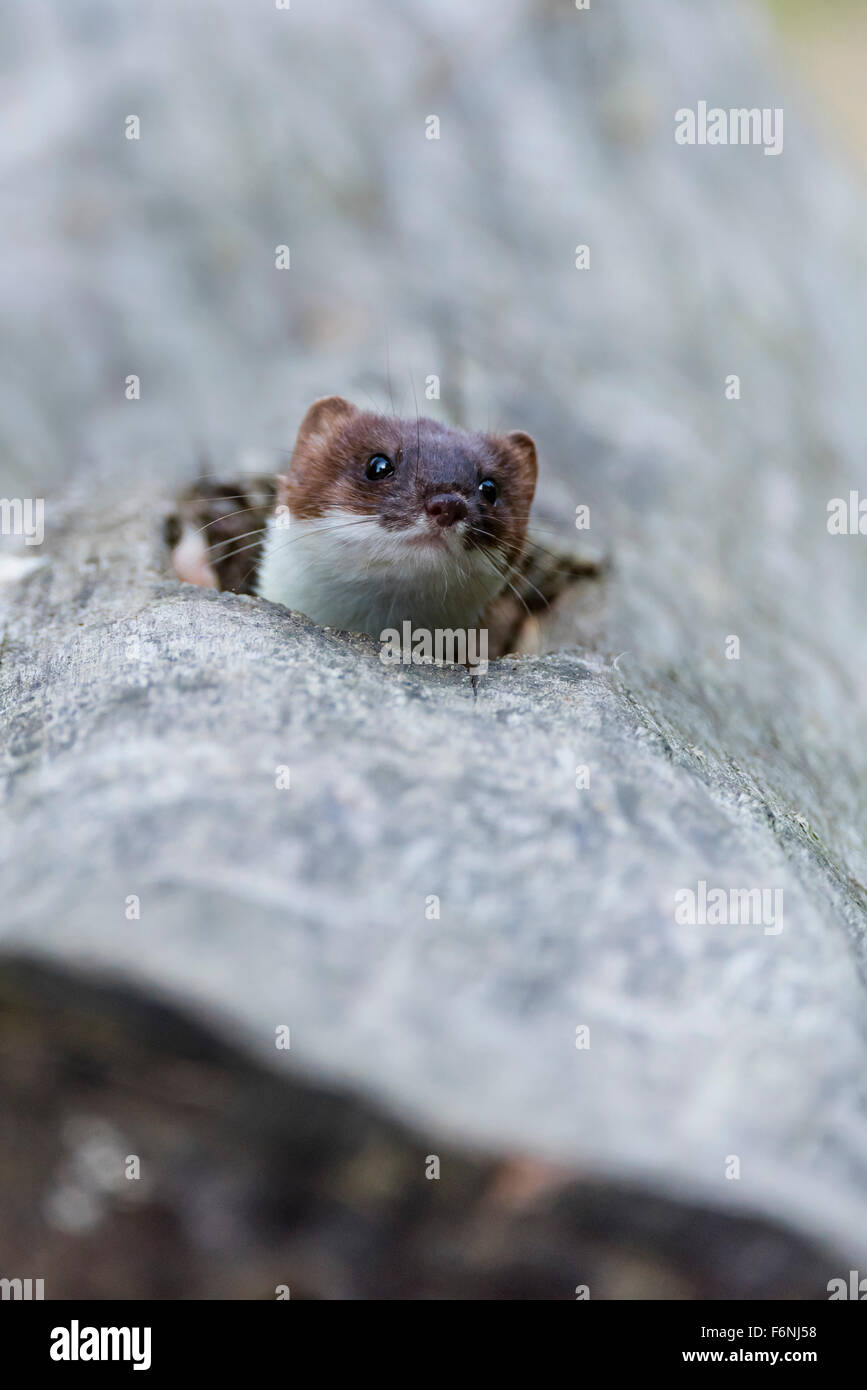 Hermelin Maennchen, Mustela erminea, Male Ermine or Stoat Stock Photo ...